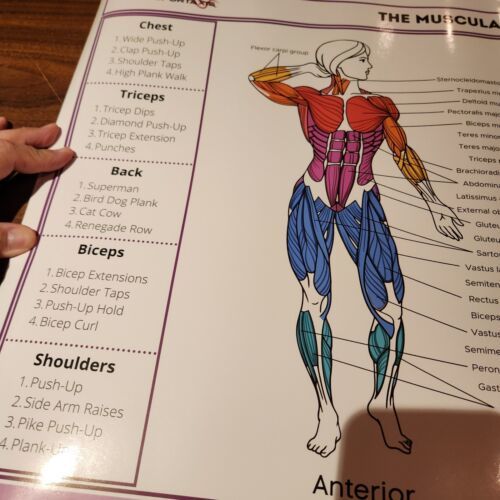 NEW Laminated Muscular System Poster w/ Colored Illustrations 18 X 27 ...