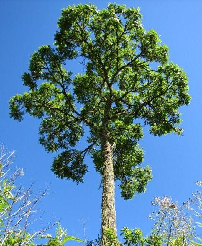 Cedrela Odorata, CEDRO spanish cedar timber tree tropical aromatic wood ...