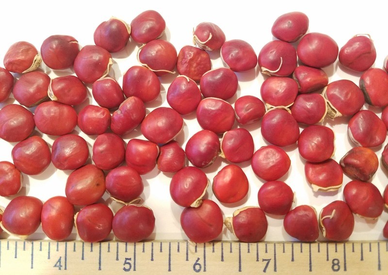 BRN Ormosia Hosiei Tree 2 Seeds Hung Tou Mu Protected Prised Timber US ...