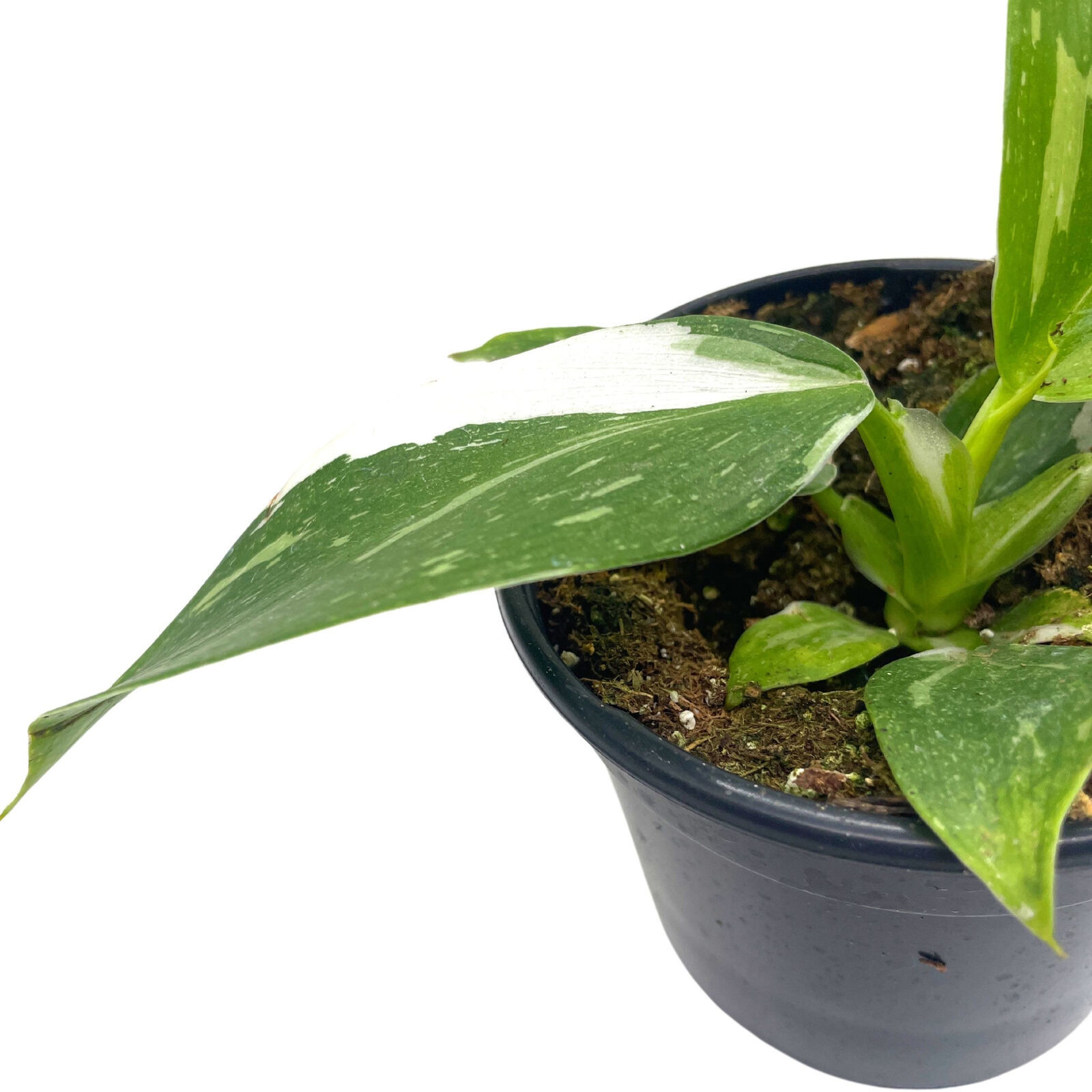 Philo White Wizard, 4 inch, Rare Variegated Philodendron erubescens ...