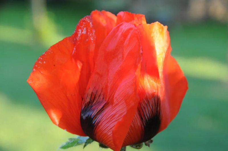 SKMO 100 Red Tulip Poppy Papaver Glaucum Flower Seeds - Seeds & Bulbs