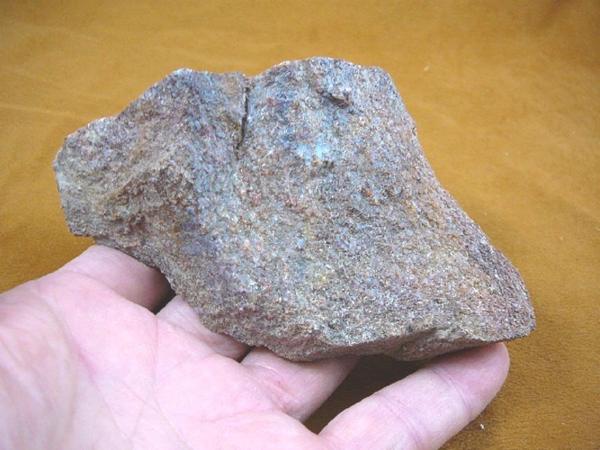 DF481-5) 1 lb 1 oz Fossil REAL DINOSAUR Leg Bone section Jurassic Dino ...