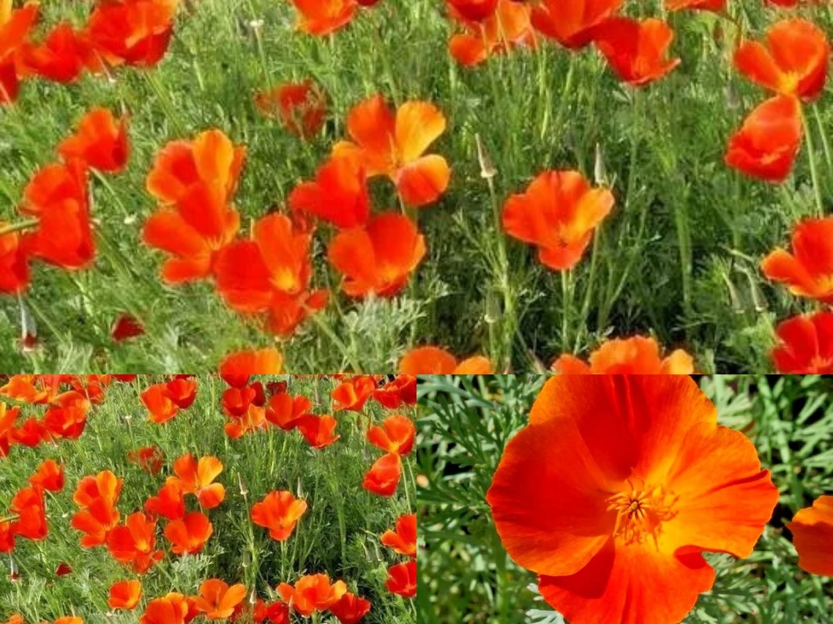 501+MIKADO CALIFORNIA POPPY Flower Native Wildflower Seeds Garden ...