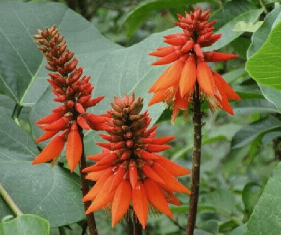 5 Pc Seeds Erythrina Arborescens Plant, Coral Tree Seeds for Planting ...