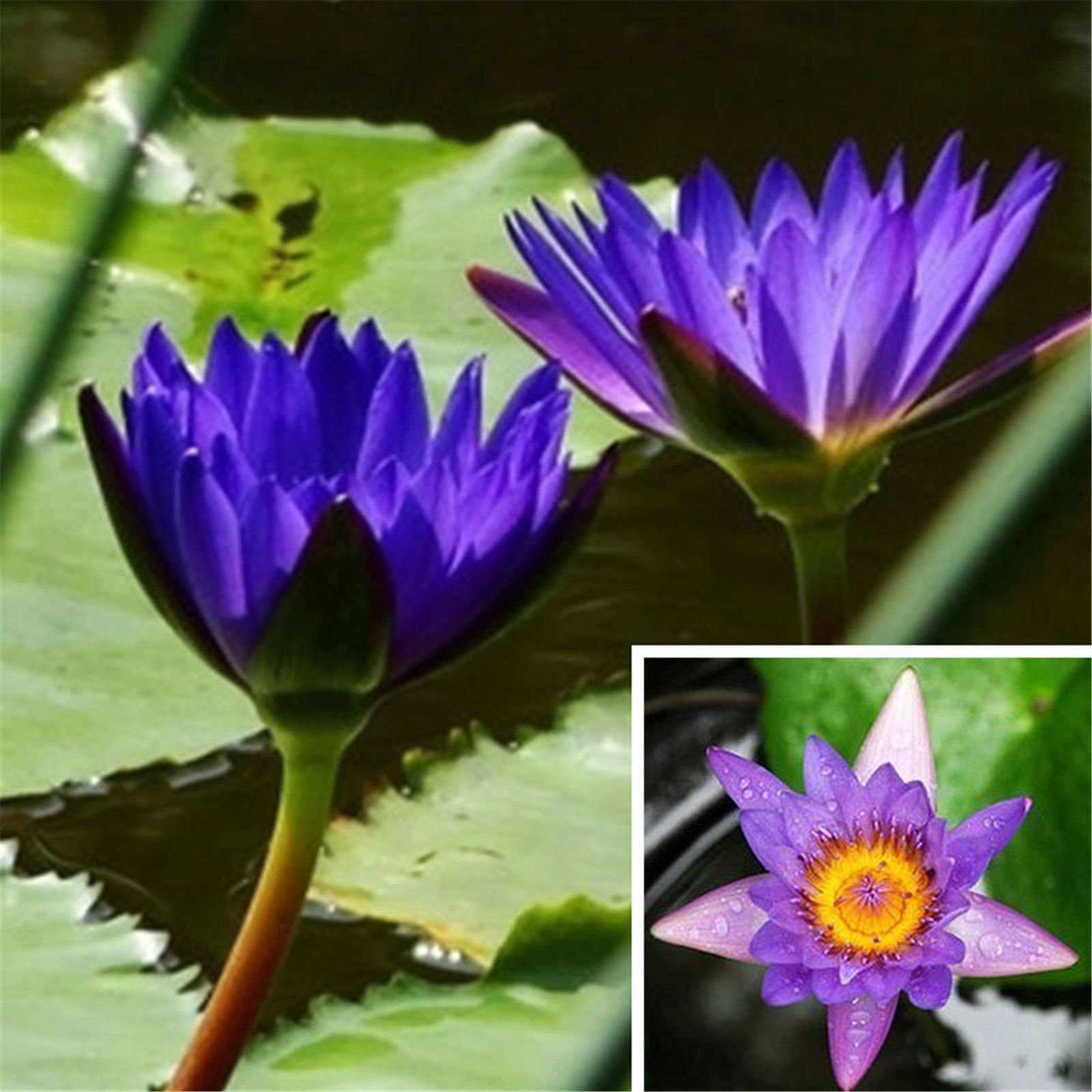 30 Seeds LOTUS FLOWER LOTUS SEEDS AQUATIC PLANTS Bowl Lotus Water Lily ...