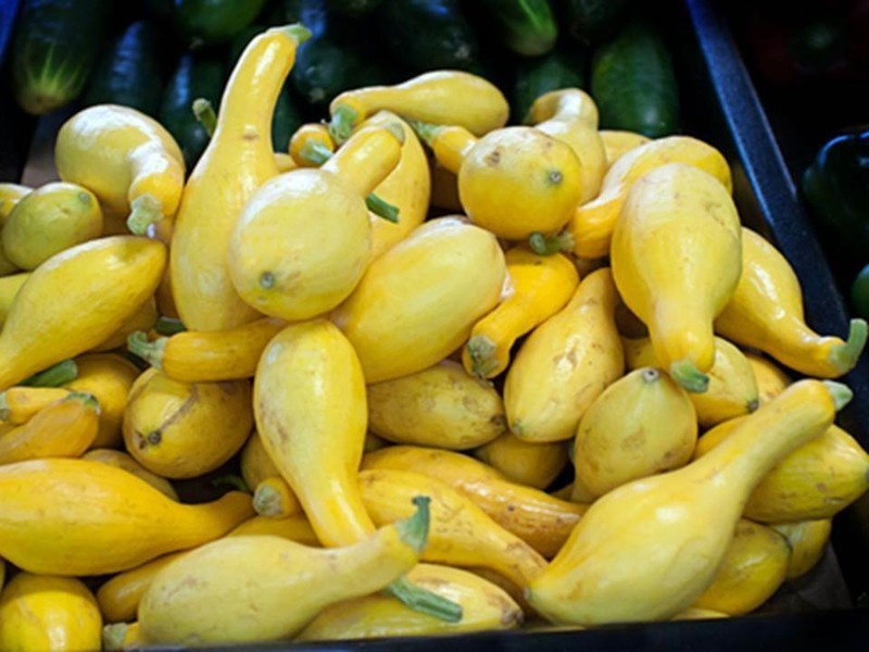 KKG Crookneck Yellow Summer Squash Fresh Garden - Seeds & Bulbs