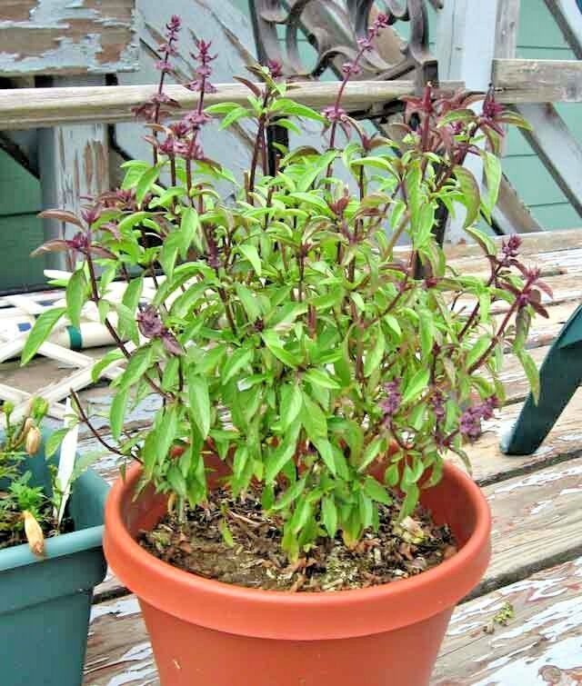 Garden Store 300 Seeds Thai Basil Seeds Asian Organic Herb Summer ...