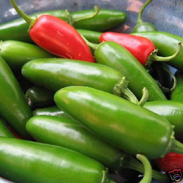 KKG Jalapeno Pepper Hot Chilli Jalapeño Mild Picante Chile 50 Seeds US ...