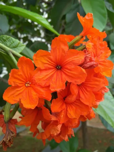 Cordia Sebestena Siricote Kopte Geiger Tree Geranium Anaconda 5 Seeds ...