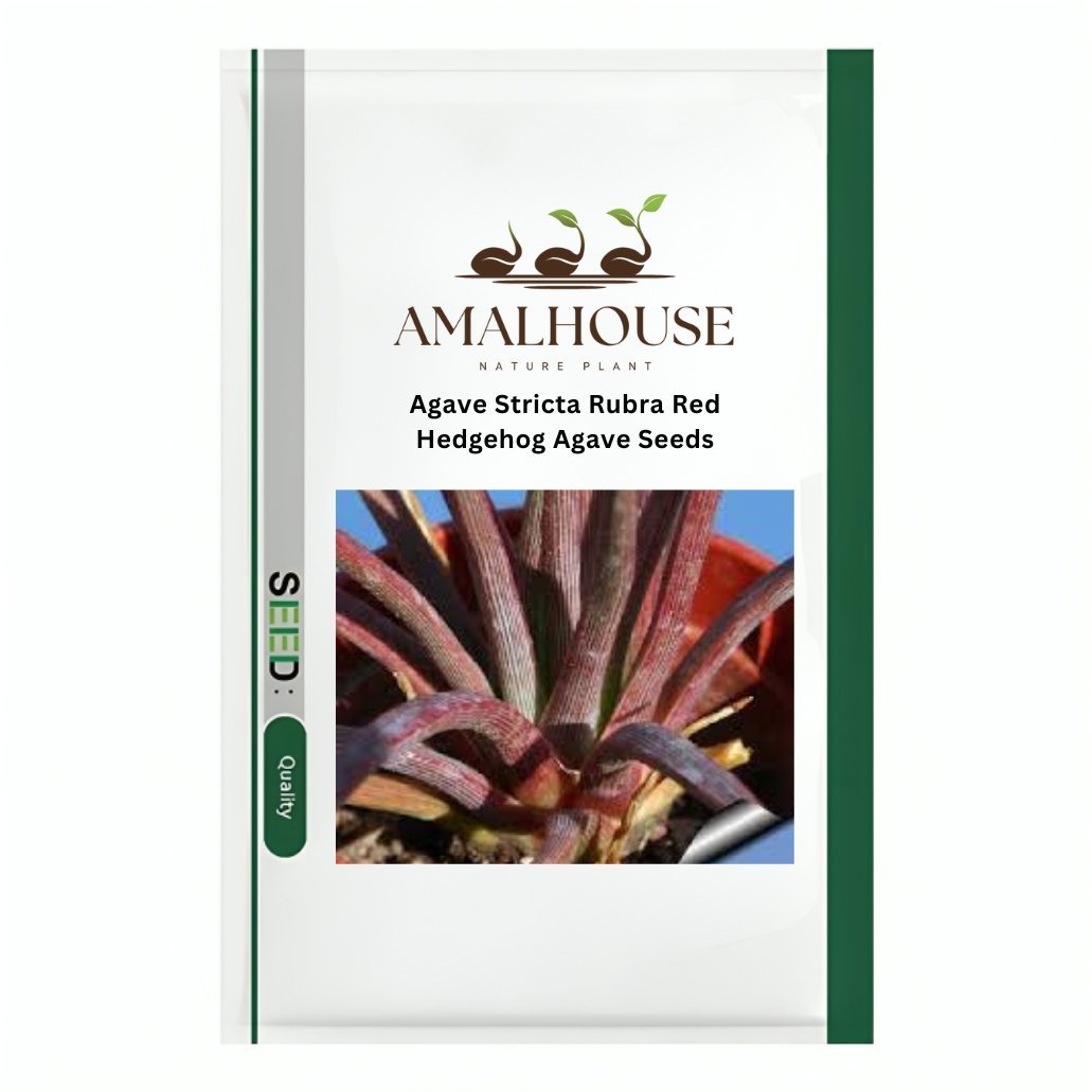Agave Stricta Rubra Red Hedgehog Agave - 10 PCS Seeds - Home & Garden
