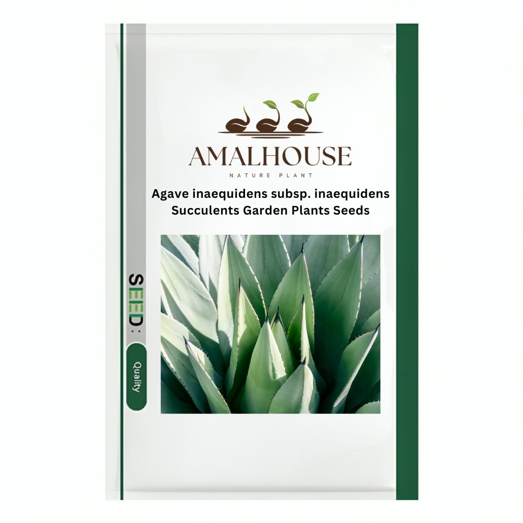 10 PCS Seeds Agave inaequidens subsp. inaequidens Succulents Garden ...