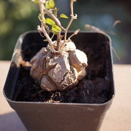 Dioscorea elephantipes Seeds, Rare Exotic Elephant Foot, Succulent ...