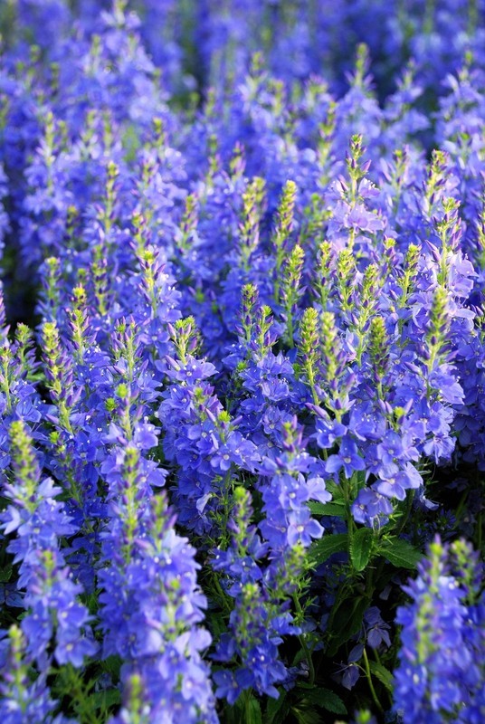 MX 75 Royal Blue Speedwell Veronica Austriaca Teucrium Seeds Bulk Seed ...