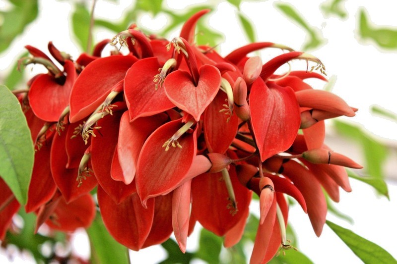 PSA Erythrina Arborescens Red Sunshine Coral Tree Tropical Seed 10 ...