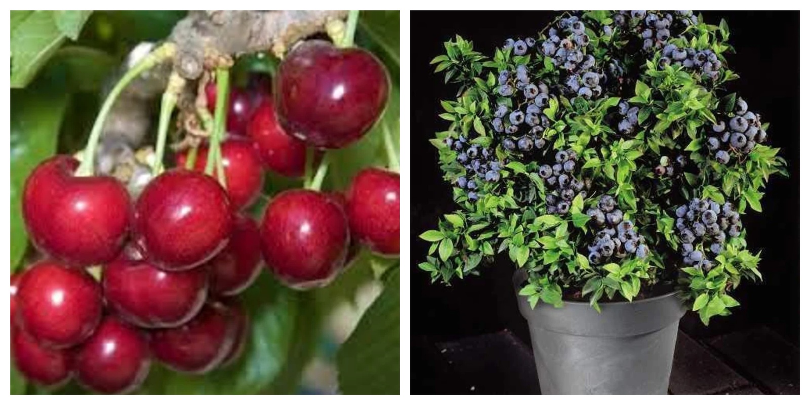 10 Dwarf Bing Cherry tree seeds sweet edible and 10 Dwarf Bonsai ...