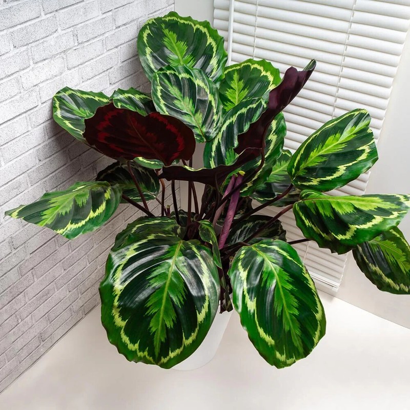 BS 25 Medallion Calathea Seeds Fast Grow - Seeds & Bulbs