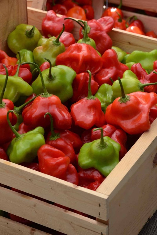 FMG 25 Seeds Mad Hatter Pepper Vegetables ing Edible Food Fast Grow ...