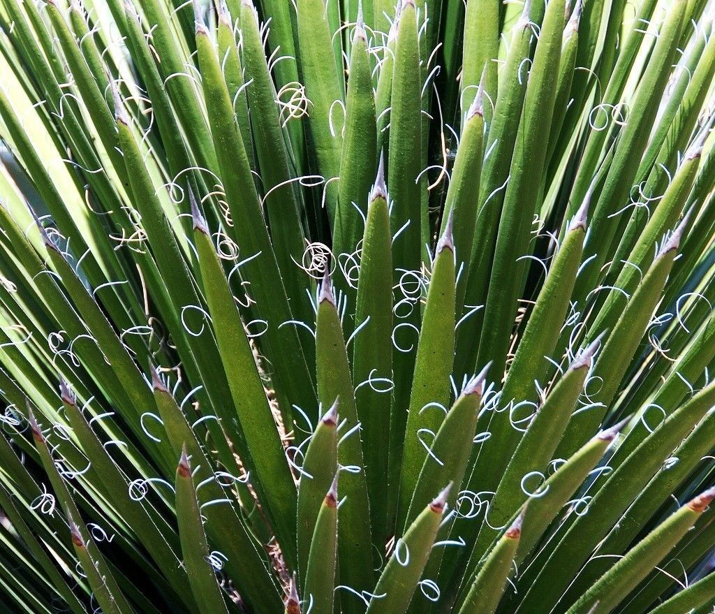 Yucca Filamentosa, Adam's needle rare agave garden aloe flowering seed ...