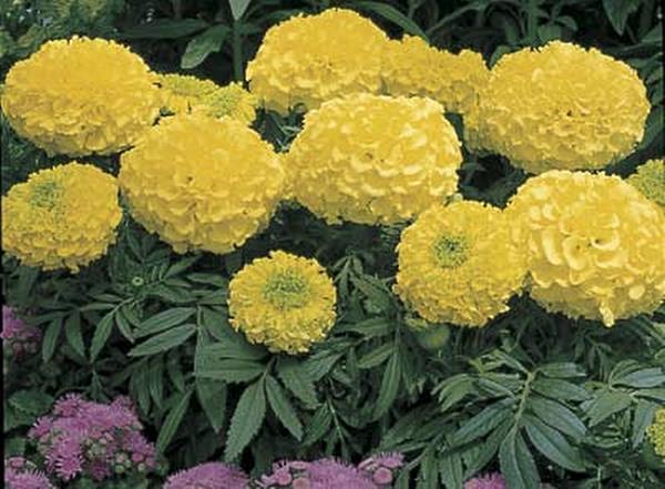 KKG Marigold Seeds African Antigua Primrose Annual Planting Seeds ...