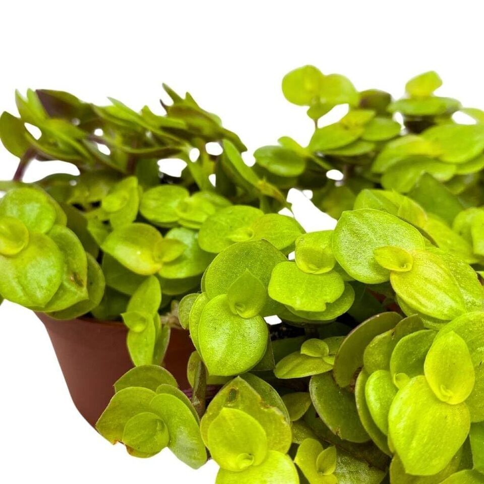 Callisia repens Gold 2 inch Set of 3 Miniature Wandering Dude Golden ...