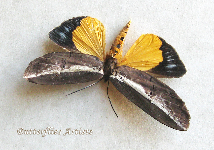 Ailanthus Defoliator Eligma Narcissus Rare Real Moth Framed Entomology ...