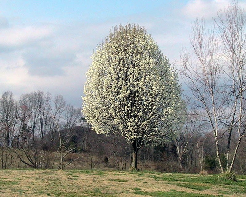 FMG Pyrus Calleryana Flowering Pear Tree Seeds Fast Growing - Seeds & Bulbs