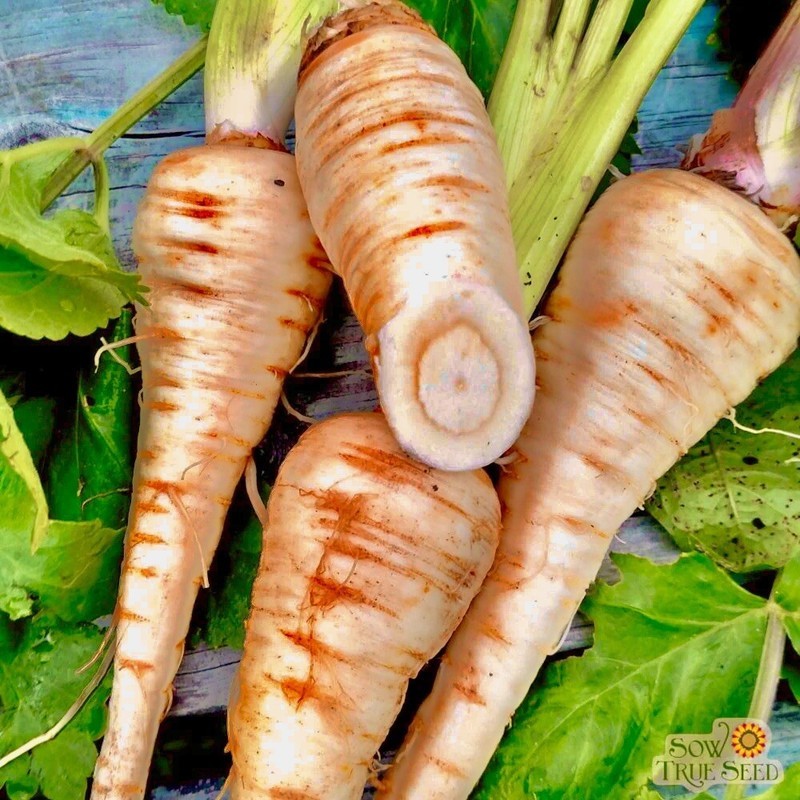 SMX 200 Hollow Crown Parsnip Seeds Non Gmo Heirloom Fresh Seeds Indoor ...