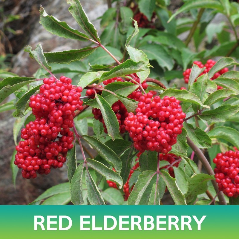 MX Red Elderberry Seeds Sambucus Racemosa Bulk Seed - Seeds & Bulbs