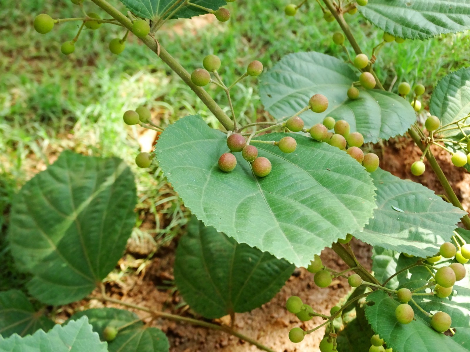 Grewia Optiva Bihul Tree 5 seeds Fresh Gardening - Other Plants, Seeds ...