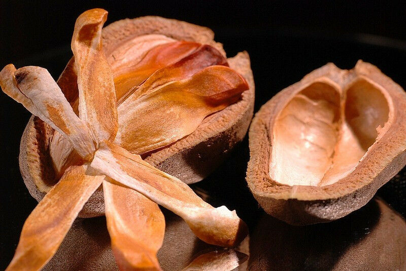 HARDWOOD MAHAGONY, swietenia timber big tree bonsai rare hard wood seed ...