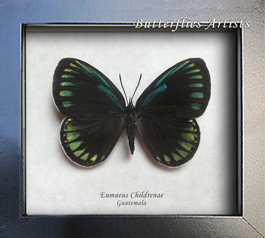 Metallic Green Eumaeus Childrenae Debora and 49 similar items