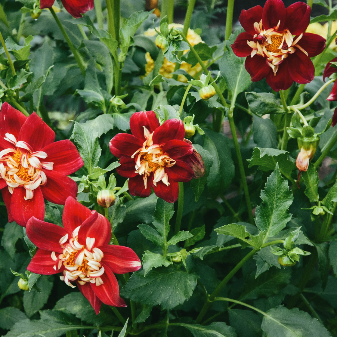 Dahlia Collarette Dandy Mix Bright Red Flowers with Yellow Centre 50 ...