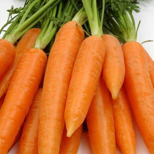 FMG Red Core Carrot Seeds Seeds Seeds Planting Seeds - Seeds & Bulbs