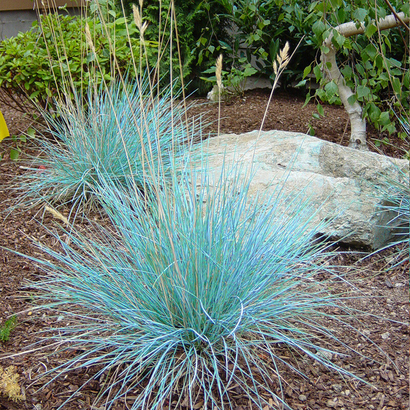 Native Green Blue Fescue Seeds Native Lawn Grass Turf Alternative Seeds ...