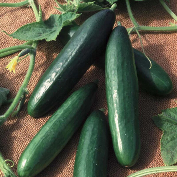 SD Diva Cucumber Seeds 20 Seeds Aas Winner Non-Gmo 1058 Fast Grow ...