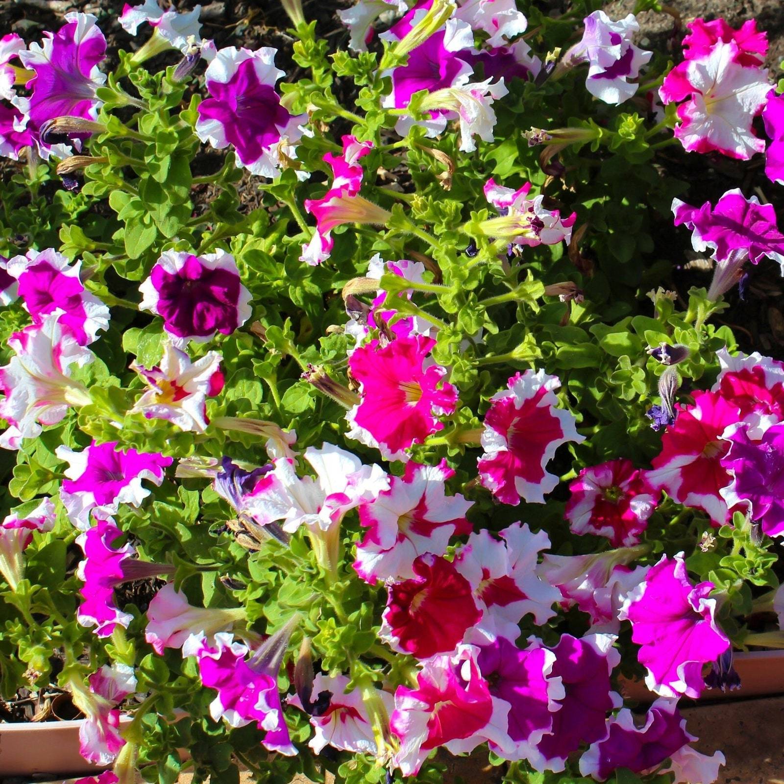 50 Picotee Mix Petunia Multiflora Mixed Colors Bicolor White Blue ...