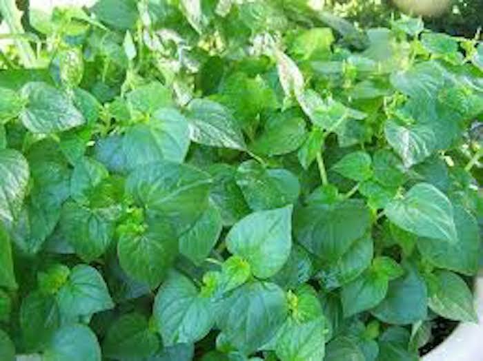 KKG 500 Shadow Beni Mexican Long Sawtooth Coriander Culantro Thai ...