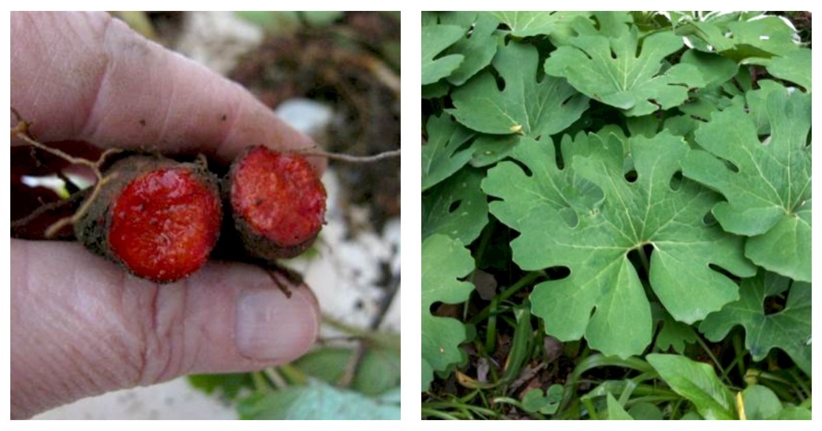 5 Bloodroot roots-flowering perennial (sanguinaria canadensis) - Plants ...