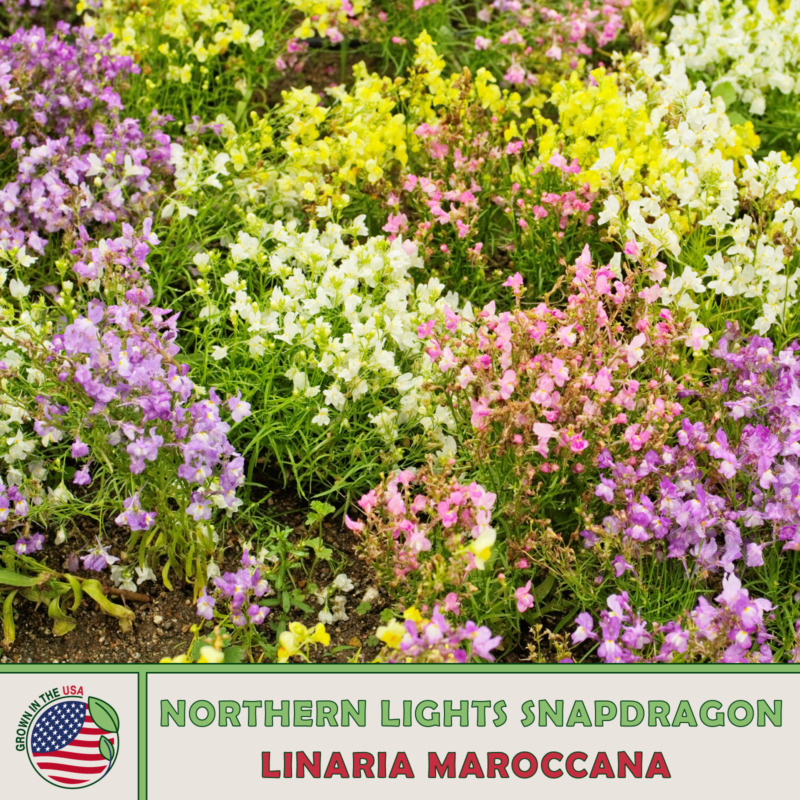 SML 200 Northern Lights Snapdragon Seed Mix Multi-Color Pollinator ...