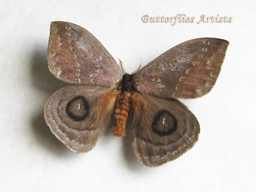 Automeris Denticulata Colorful Bullseye Saturn Moth Framed Entomology ...