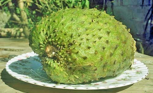 SMX Annona Muricata Soursop Graviola 10 Seeds Indoor Gardening - Seeds ...