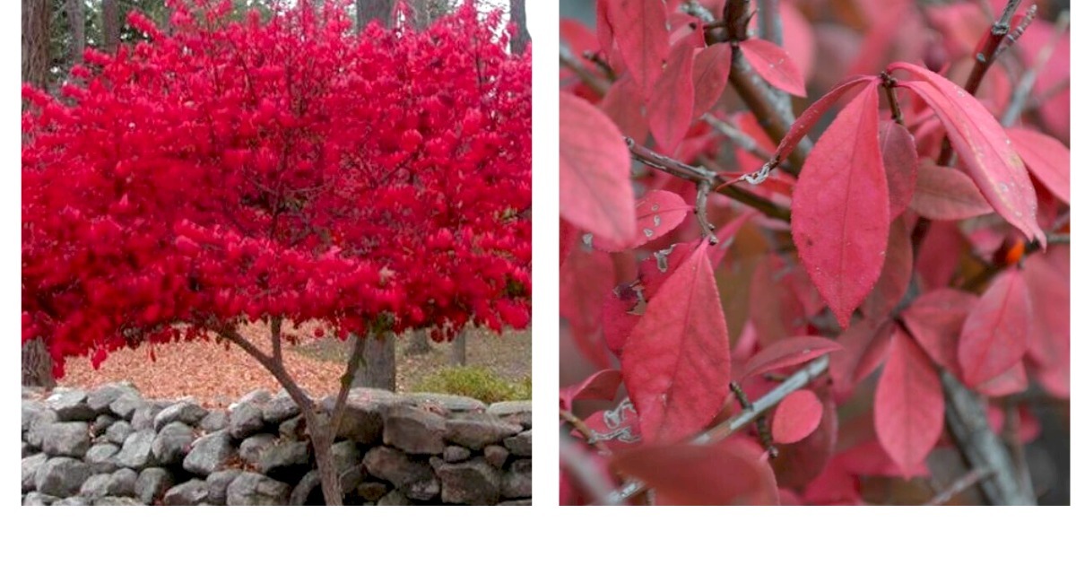Live Plant - Dwarf Burning Bush/Shrub - 8-14" Tall - 4" Pot - Euonymus ...