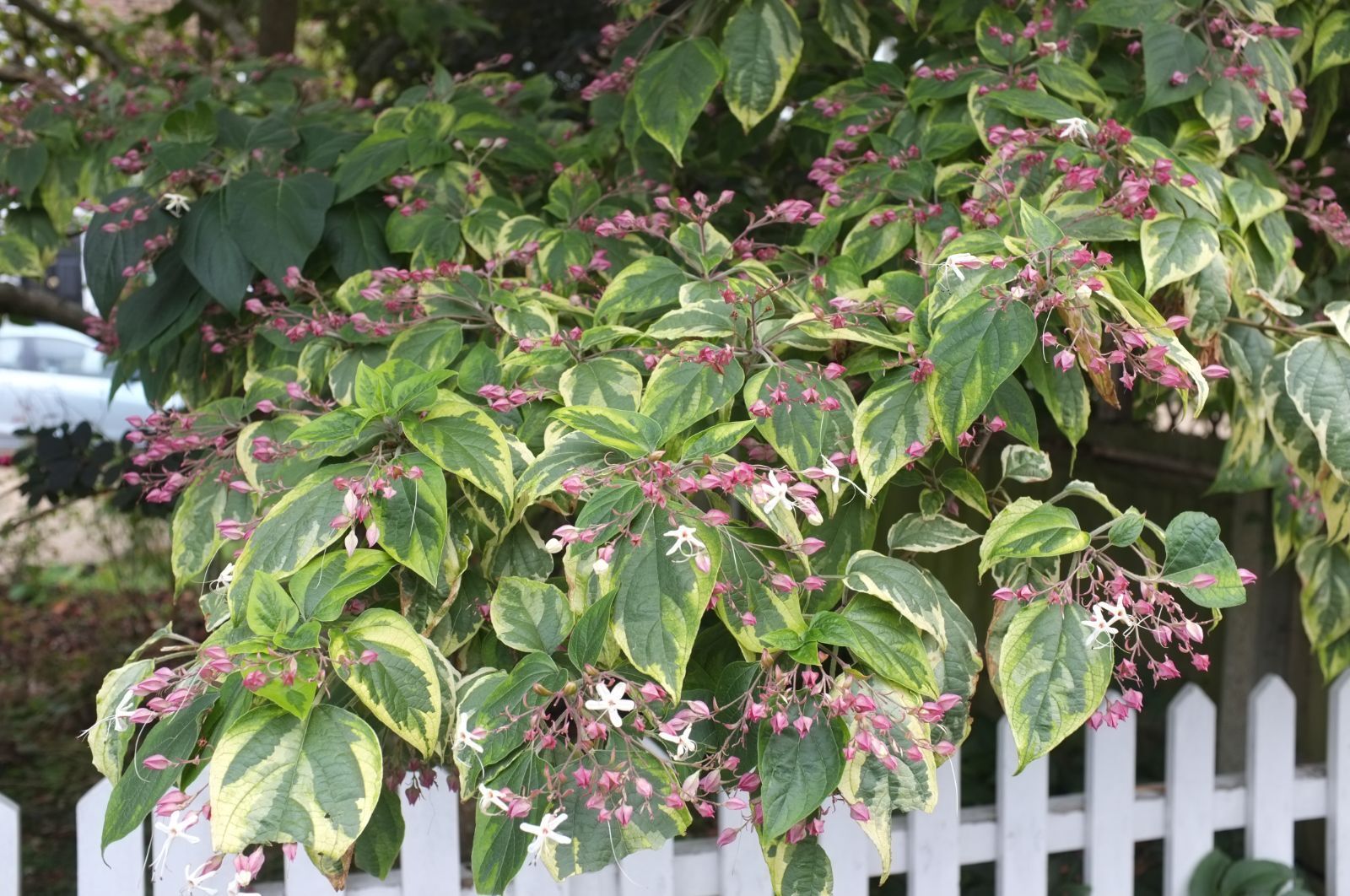 Clerodendrum Trichotomum Var Fargesii Carnival Variegated Glory Bower ...