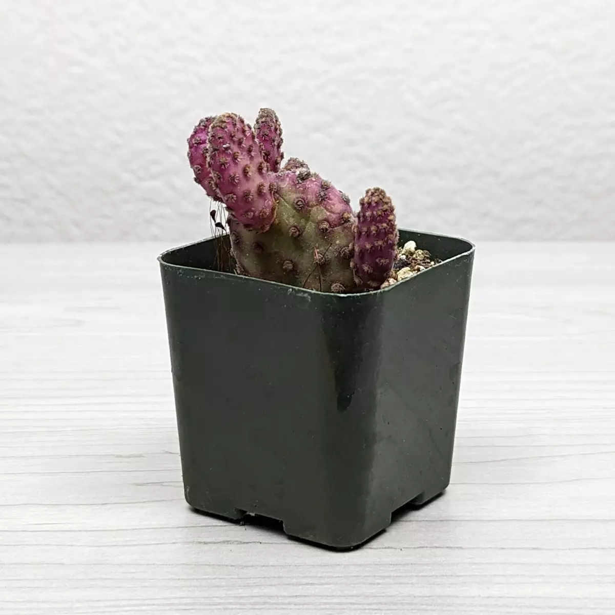 Cactus Plant - Opuntia Rufida : Mini Cinnamon Cactus - In 2" Pot - Home ...