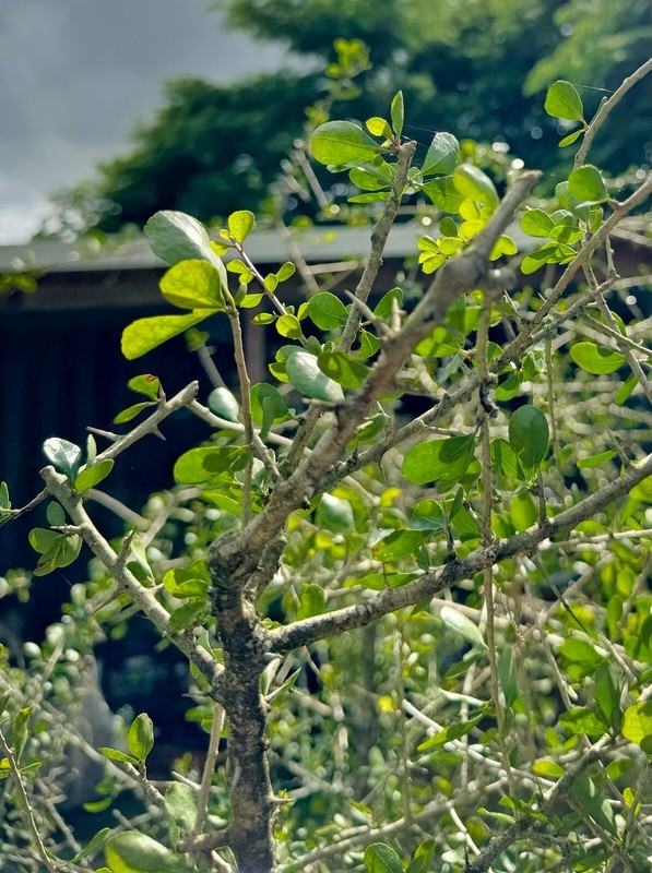 KKG Guggul Myrrh Tree Commiphora Simplicifolia Succulent Bonsai 6 Plant ...