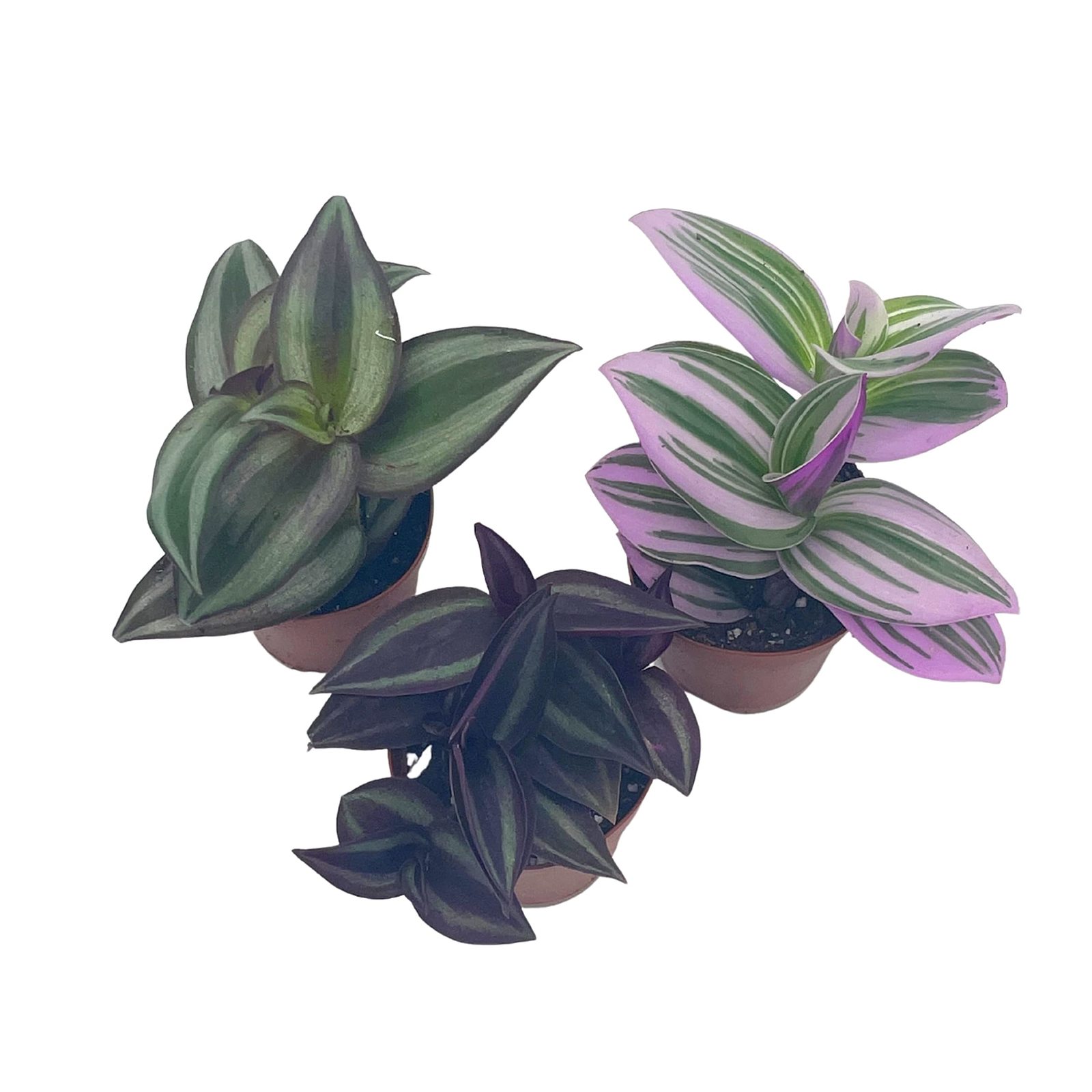 Wandering Jew Assortment, Tradescantia Variety, 2 inch, Set of 3 Tiny ...