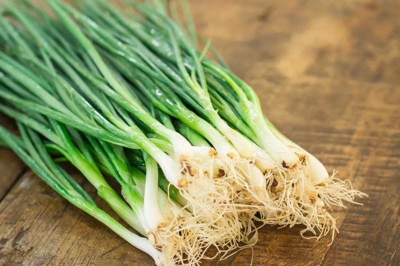 PS 500 Scallion (Green) Onion Seeds Fast Grow - Seeds & Bulbs