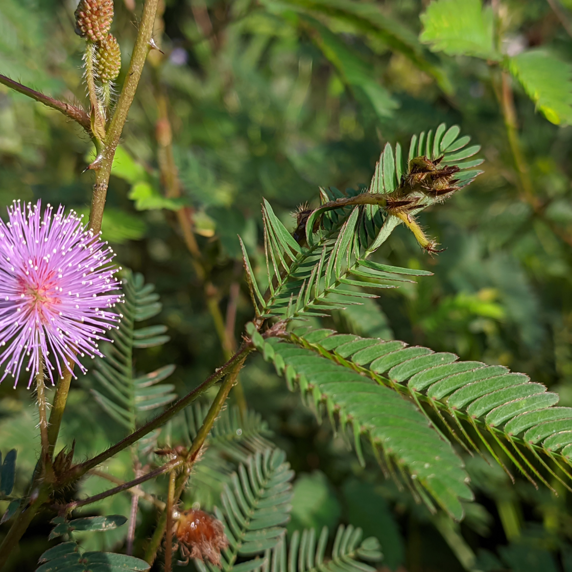 Mimosa Pudica Sensitive Plant Foliage Plant - 35 Seeds - Plants & Seedlings