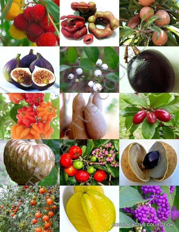 FMG Fruits Mix Sweet Edible Plant Tree Fragrant Exotic D Seeds 15 Seeds ...