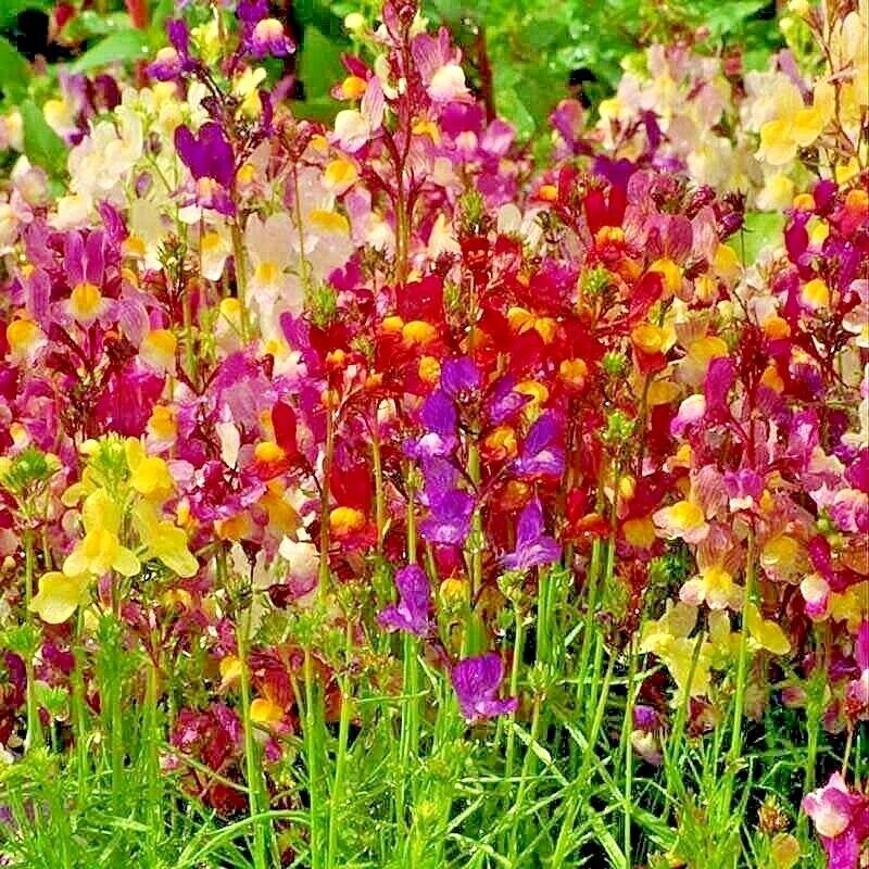 2000 Seeds Dwarf Snapdragon Mix Flower Seeds Toadflax Wildflower Garden ...